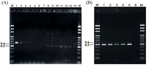 Application Of The Newly Designed Primer The Detection Sensitivity Of Download Scientific