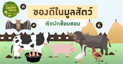 น้ำหมักชีวภาพ ปุ๋ยหมัก สำหรับปลูกผักปลอดสารพิษ บ้านและสวน ปุ๋ยหมัก