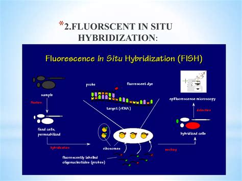 Probe Labelling And Hybridization Pptx