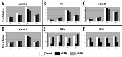 Ikkα Sirna Knock Down Does Not Affect Aurora A Mrna Levels Hela Cells Download Scientific