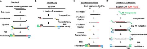 Figure 1 From Transposase Mediated Construction Of Rna Seq Libraries Semantic Scholar