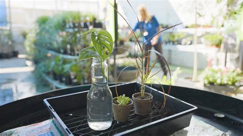 How To Propagate Plants