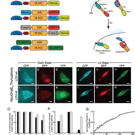 Naturally And Artificially Split Intein Sequences The Sequences Of The Download Scientific
