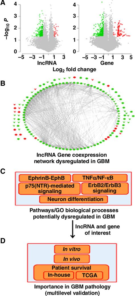 Figure 1 From The Potential Roles Of Long Noncoding Rnas Lncrna In