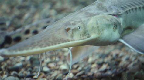 Pallid Sturgeon Habitat