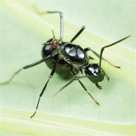 Polyrhachis Lamellidens Smith For Sale Happyforeststore