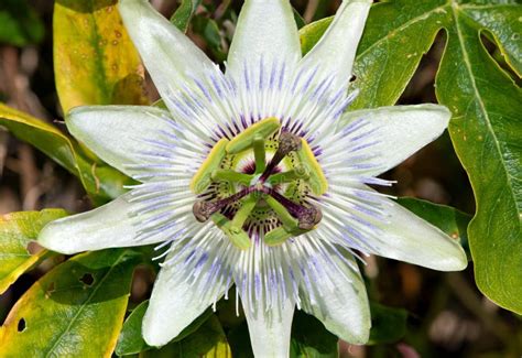 Passion Flower Passiflora Caerulea Stock Image Image Of Head Blue