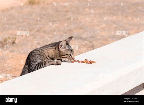 Hungrige Und Schüchterne Wilde Streunende Tabby Katze Die Katzenfutter Fand Und Schnüffelte
