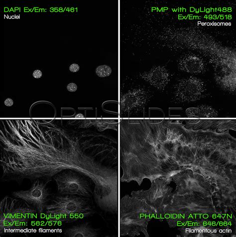 Mouse Fibroblast Prepared Slide — Optislides