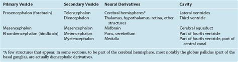 Development Of The Nervous System Neupsy Key