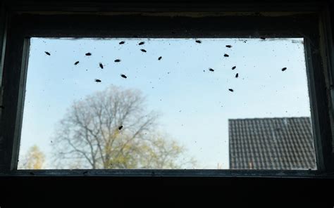 Comment se débarrasser des mouches avec des méthodes naturelles Berluce
