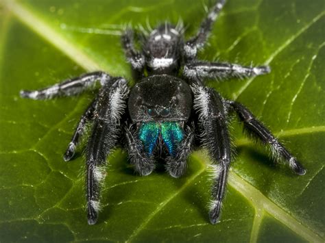 Jumping Spiders Do They Bite Are They Poisonous