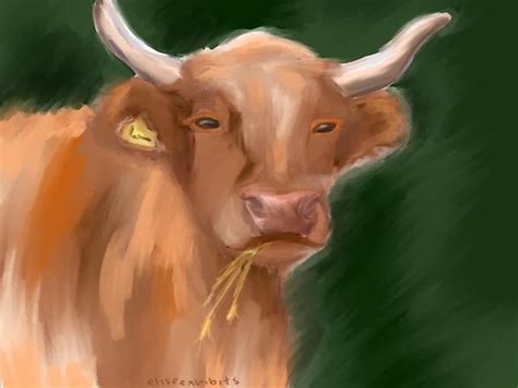 Cow Chewing Cud By Me Rcows