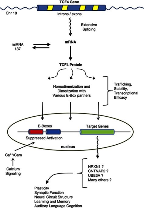 Proposed TCF4 Related Signaling Pathways In The Nervous System Major