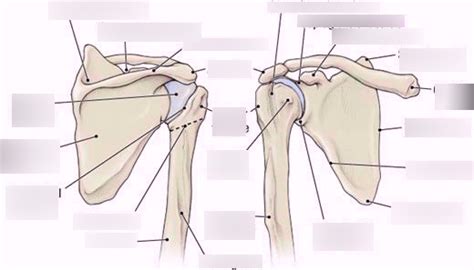 Skeleton Of Scapular Region Diagram Quizlet