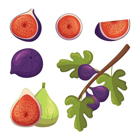 Premium Vector Set Of Sweet Juicy Fig Fruit Whole And Cut And Tree