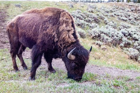 Brilliant Facts About The American Bison