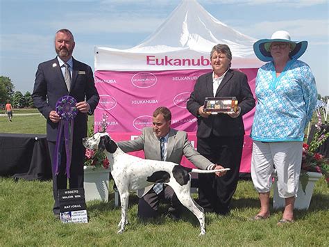 Marjetta Pointers And English Cockers News