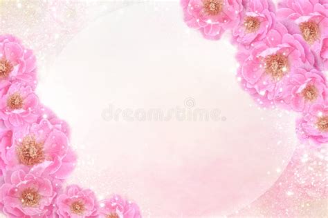 Rosas Cor de rosa Românticas No Fundo De Madeira Branco Imagem de Stock