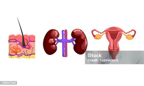 신장 모발 전구가 있는 피부 내부 구조 여성 생식 시스템 인간 내부 장기 세트 만화 벡터 일러스트 개체 그룹에 대한 스톡 벡터