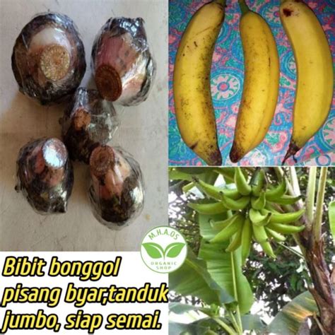 Jual Bibit Bonggol Pisang Byar Tanduk Jumbosiap Semaisiap Tanam