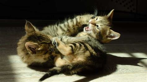 Cómo prevenir las peleas de gatos los mejores consejos Vida con