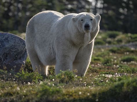 Grizzly Polar Bear Hybrid