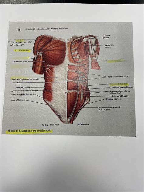 Lab Exam Diagram Quizlet