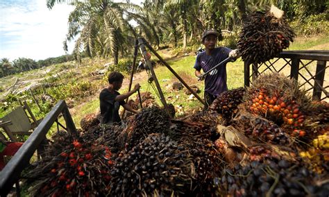 Ojk Pendanaan Petani Sawit Dukung 3 Pilar Pembiayaan Berkelanjutan