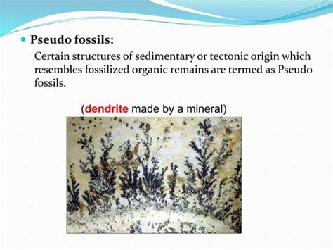 Types Of Fossils And Uses Pptx Geology Science