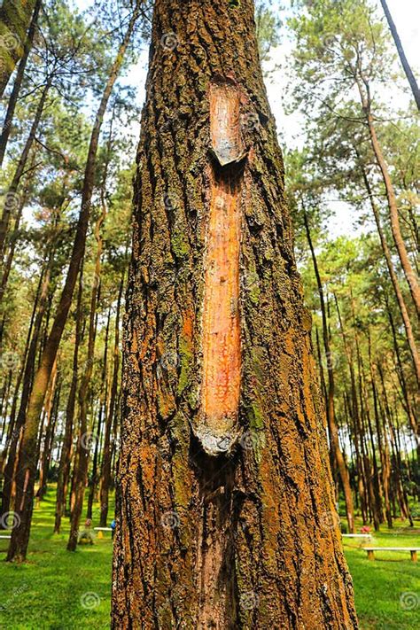 Pine Tree Resin Extraction And Collection Process In Indonesia Forest Stock Image Image Of