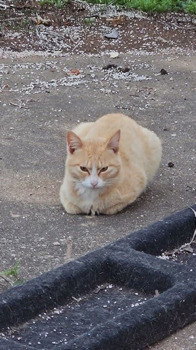 밖에서 실컷 놀다가 저녁 되니 집에 오네요 이쁜이 Youtube