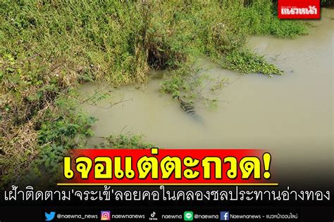 ข่าว Like สาระ อ่างทองเจออีกแล้ว ชาวบ้านเห็นจระเข้ลอยคอในคลองชลประทาน