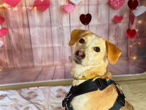 Adopt A Crossbreed Rescue Dog Bailey Dogs Trust