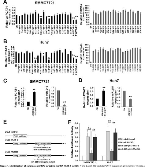 Figure 1 From The Long Noncoding RNA PCAT 1 Links The MicroRNA MiR 215 To Oncogene CRKL Mediated