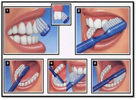 Is There A Perfect Way To Brush Teeth SiOWfa15 Science In Our World