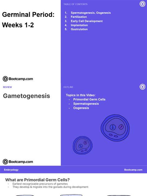 Unit 1 Final Pdf Uterus Meiosis