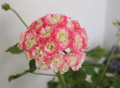 пеларгония (герань) Эппл Блоссом Розебуд | Pelargonium, Plants, Flowers