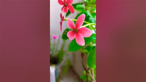 Kitni Mohabbat Hai Tumse Zara Paas Aakar Dekho Oldsong New Status