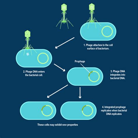 Bacteriophage Life Cycle