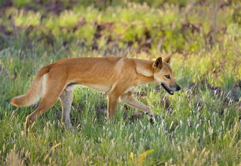 Australian Dingo