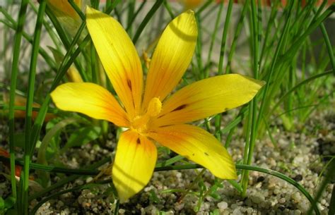 South African Romuleas Five Pacific Bulb Society