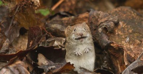 Sexual Conflict In House Mice Babe Of Biological Earth Environmental Sciences UNSW Sydney