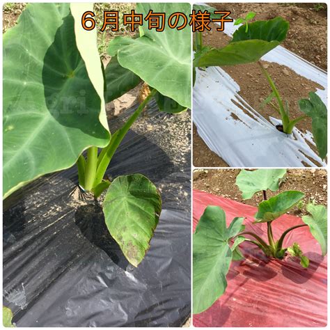 里芋マルチ栽培で早植え早掘り計画放任栽培で早生を早く食べたい 農悩toあぐりLIFETokyo