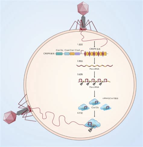 【干货分享】crisprcas系统原理及cas9与cas12a区别 知乎