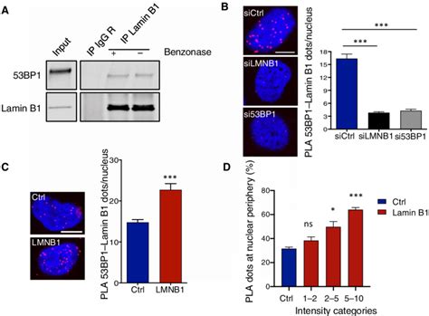 53bp1 Interacts With Lamin B1 A Coimmunoprecipitation Of Endogenous