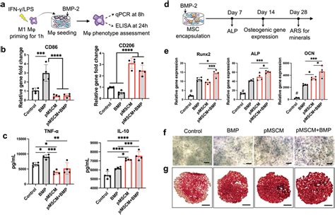 Primed Mscm Coating Mitigated Bmp‐induced Inflammation Promoted
