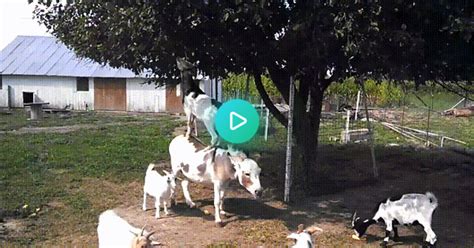 Donkey  On Imgur