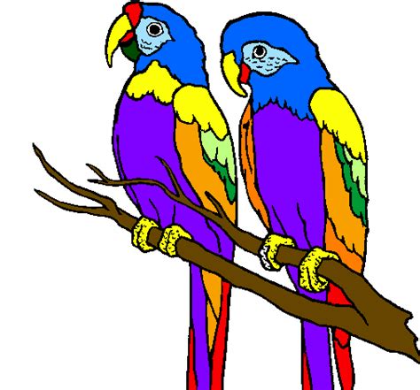 Pappagalli Da Colorare Imagui