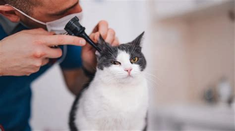 Man Spent Thousands Treating Cats Ear Infection